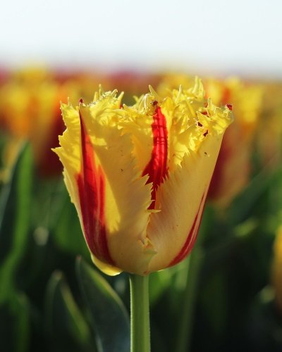 Phantom tulp - Stengs en Leijten - Tulpen Telers